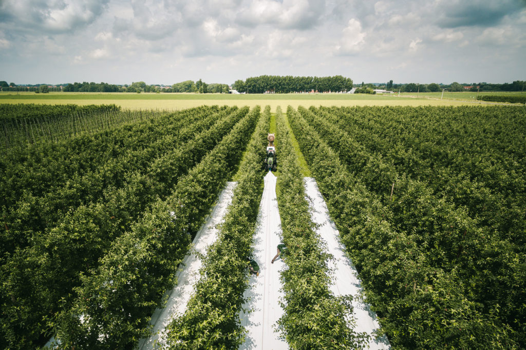 Better Apples with Reflective Ground Cover - US Ground Cover